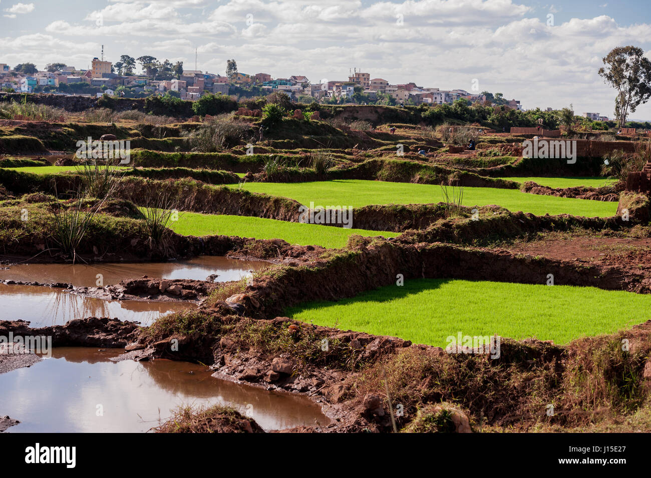 Rice terraces madagascar hi-res stock photography and images - Alamy