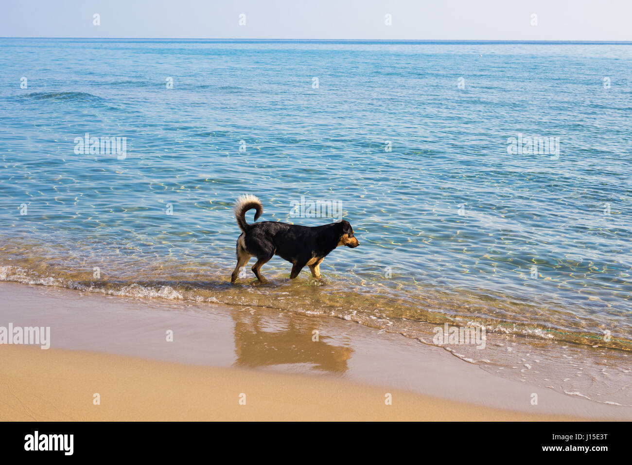 Dog walking on the beach Stock Photo - Alamy