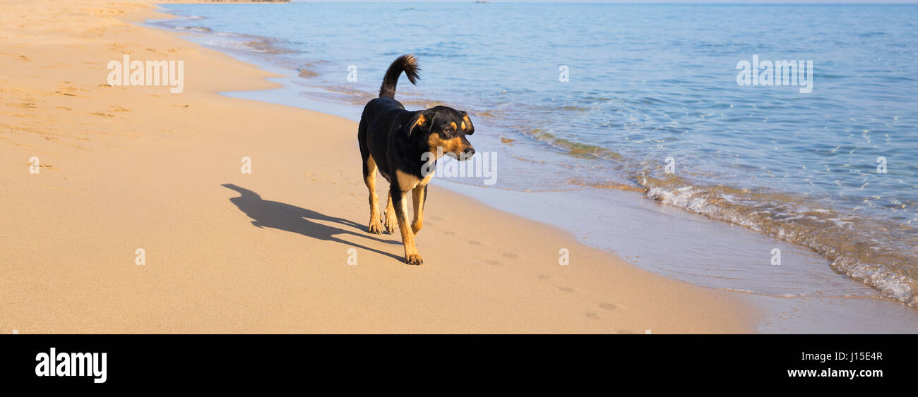 Dog walking on the beach Stock Photo - Alamy