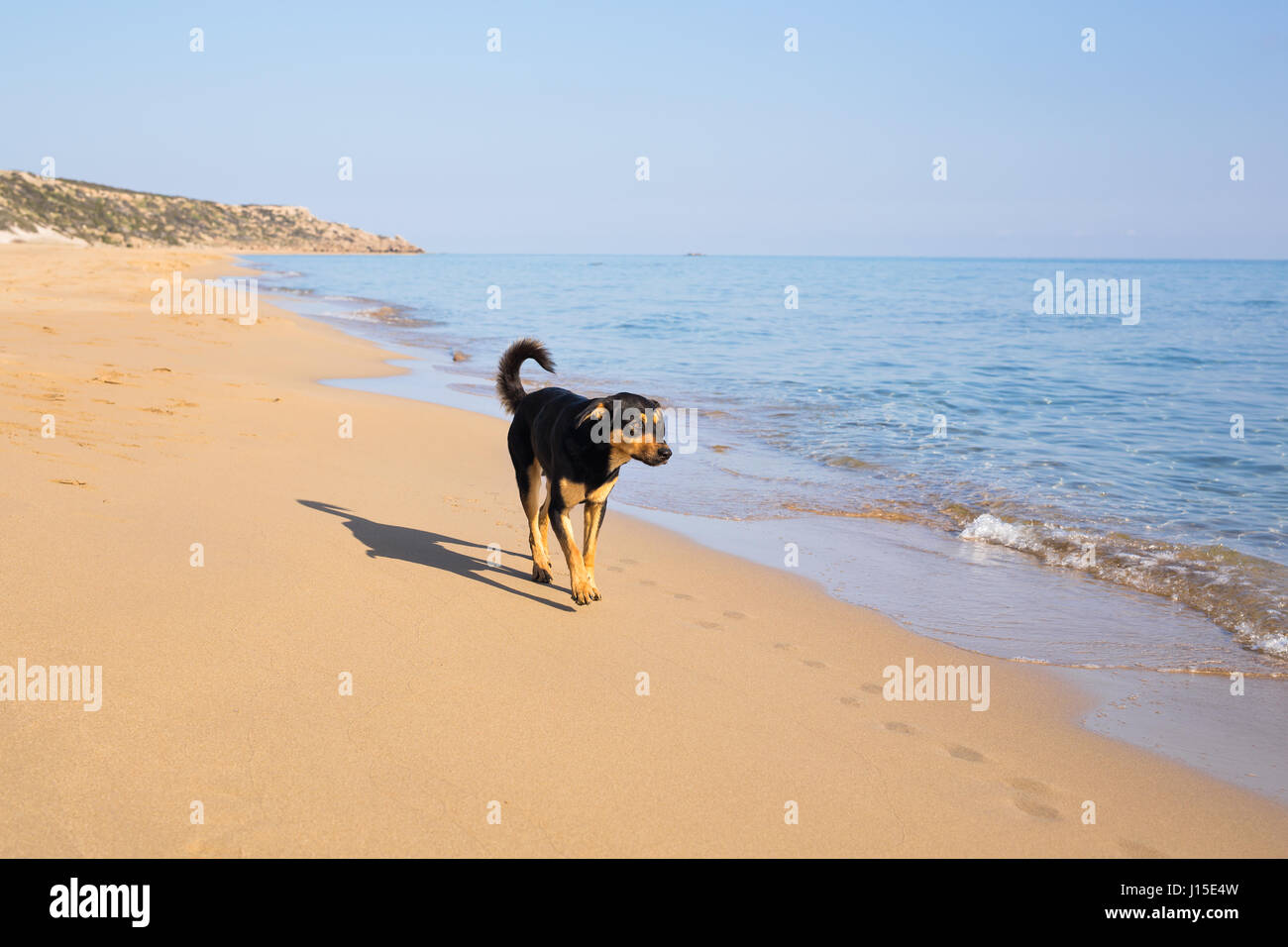 Dog walking on the beach Stock Photo - Alamy