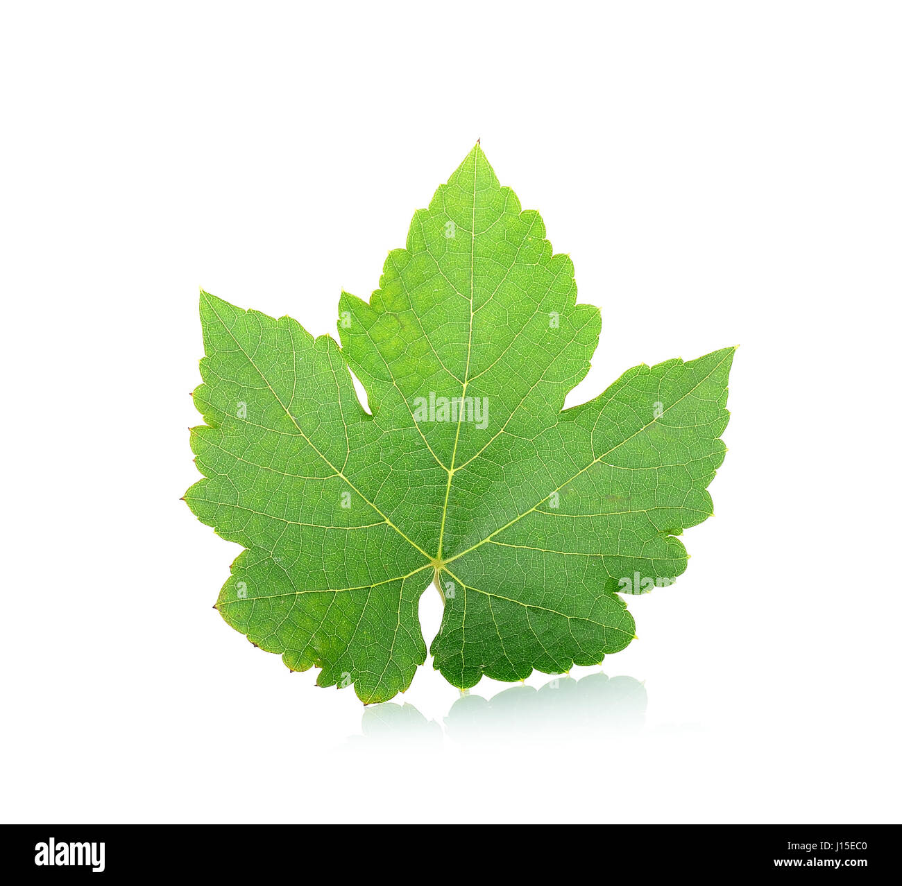 Grape leaf isolated on the white background Stock Photo - Alamy