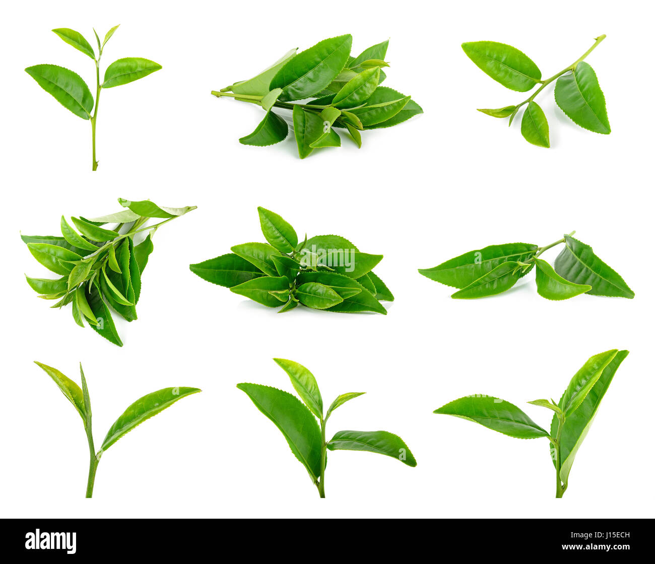 Tea leaves isolated on the white background Stock Photo - Alamy