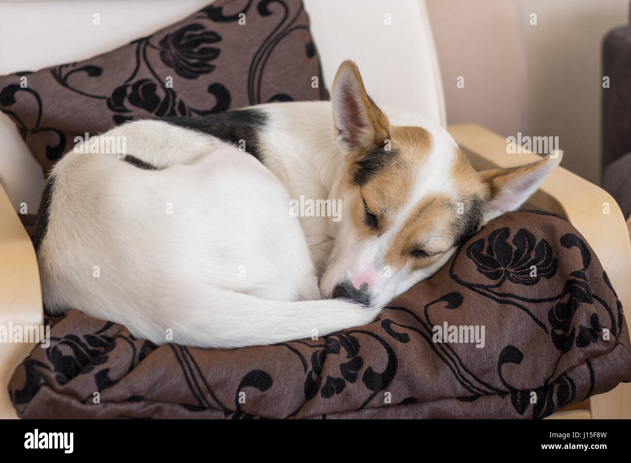 White cross-breed of hunting and northern dog sleeping in a chair Stock ...