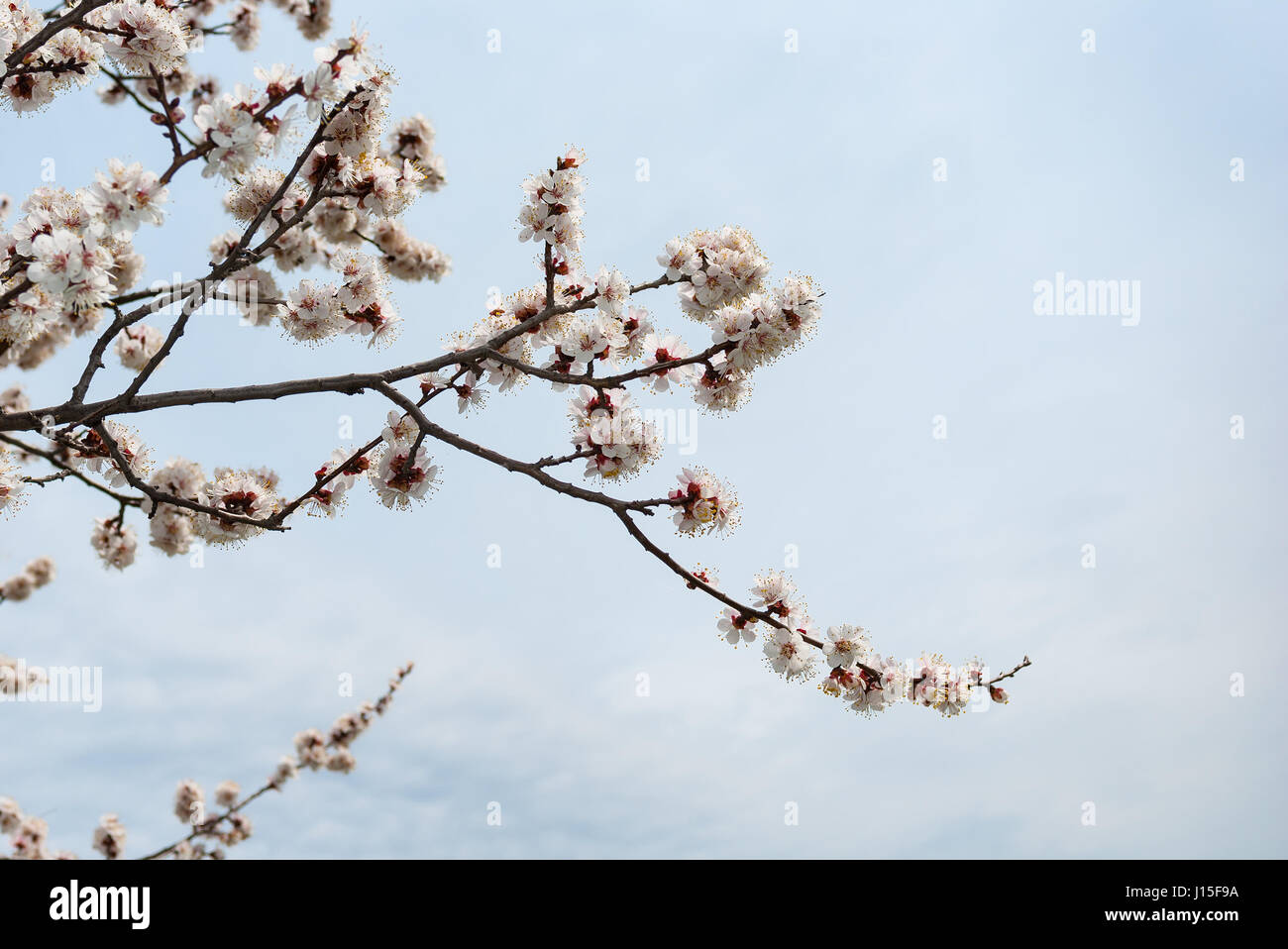 Seasonal weather flowering fruit hi-res stock photography and images ...