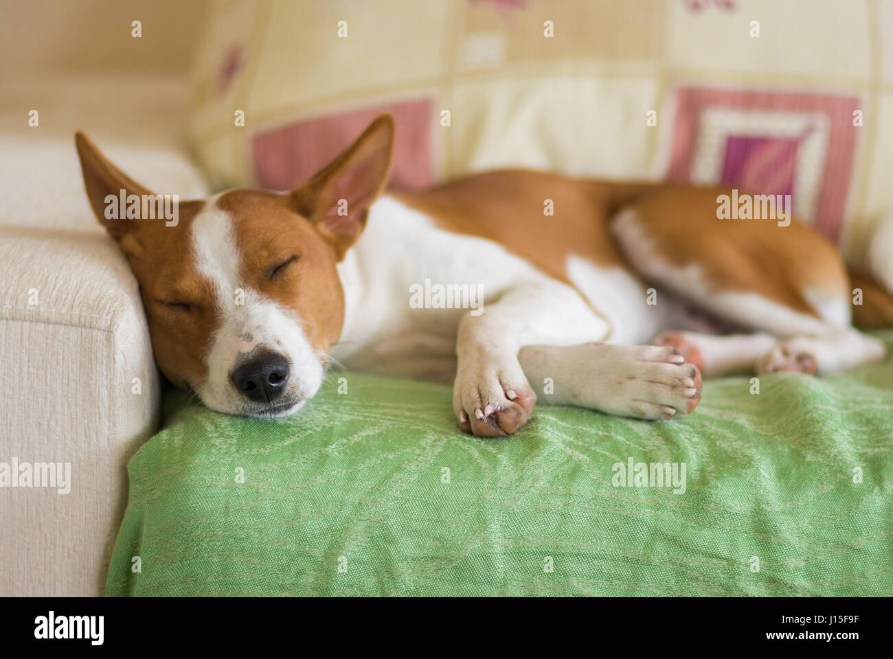 Young Basenji dog sleeping sweet on a sofa Stock Photo - Alamy