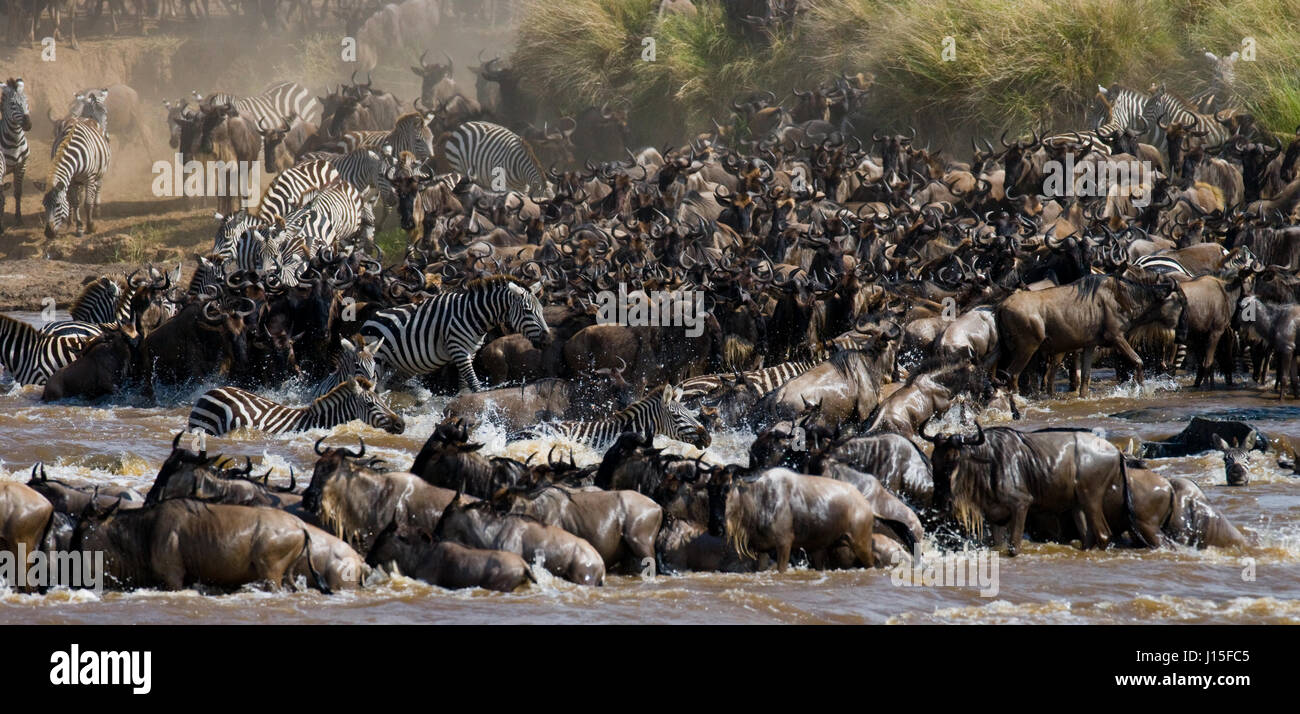 Wildebeests are crossing Mara river. Great Migration. Kenya. Tanzania ...