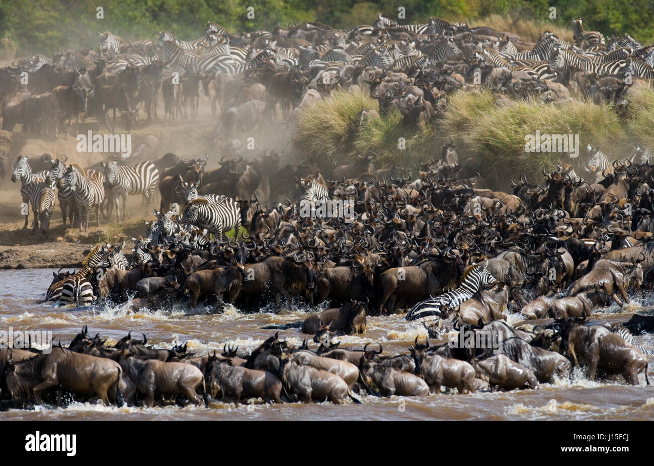 Wildebeests are crossing Mara river. Great Migration. Kenya. Tanzania ...