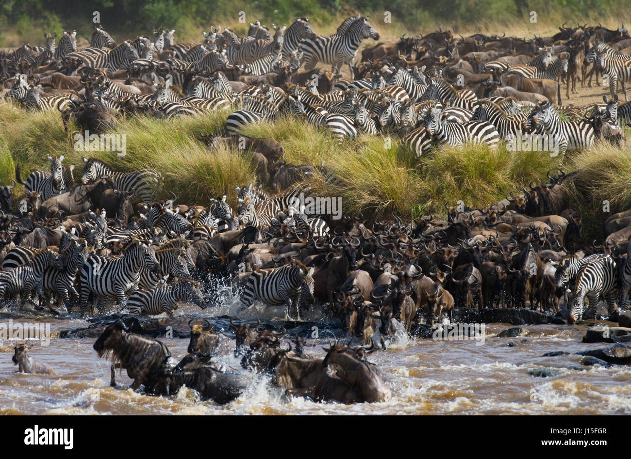 Wildebeests are crossing Mara river. Great Migration. Kenya. Tanzania ...