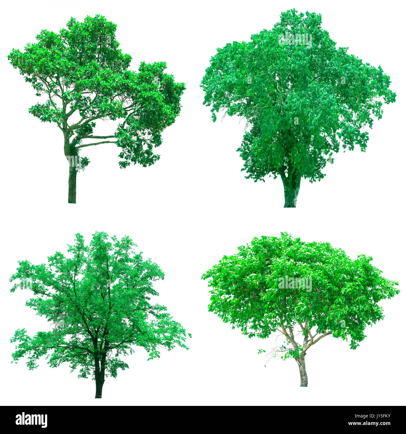 Isolated tree on white background Stock Photo - Alamy