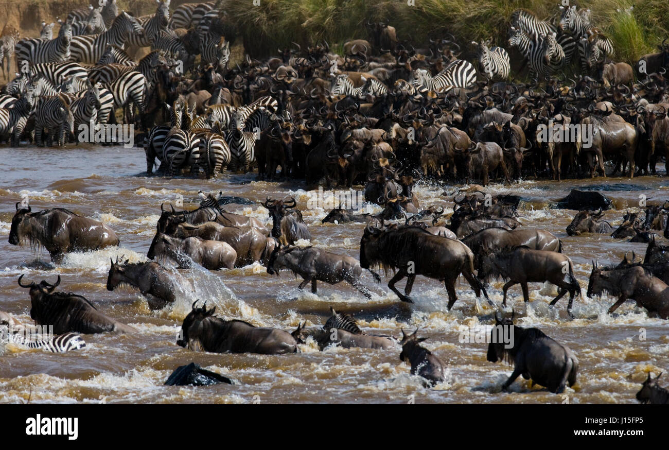 Wildebeests are crossing Mara river. Great Migration. Kenya. Tanzania ...