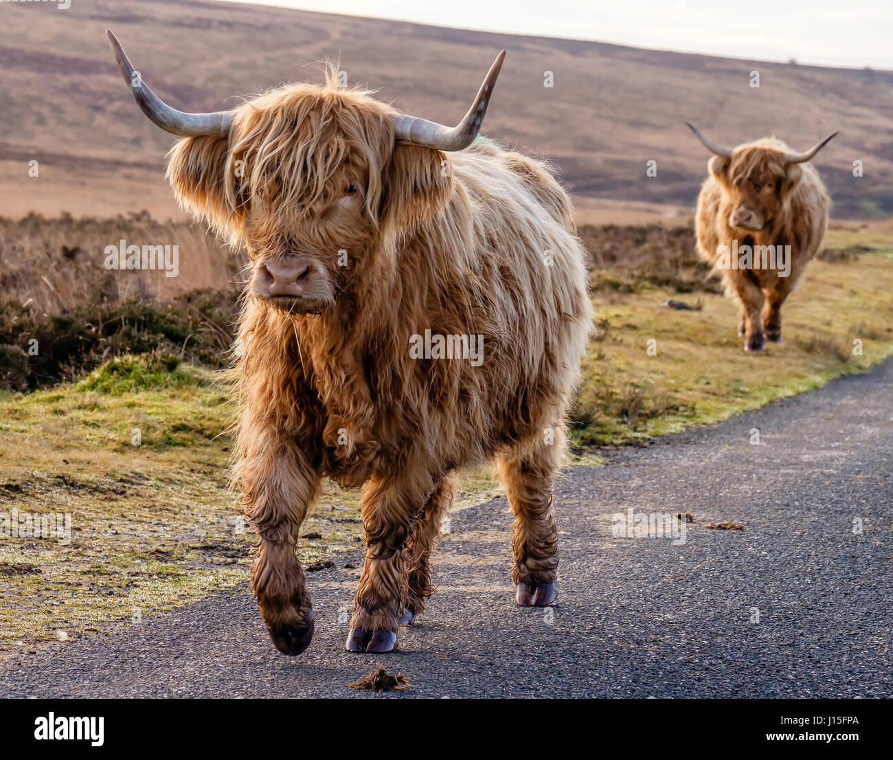 Exmoor Cattle High Resolution Stock Photography and Images - Alamy