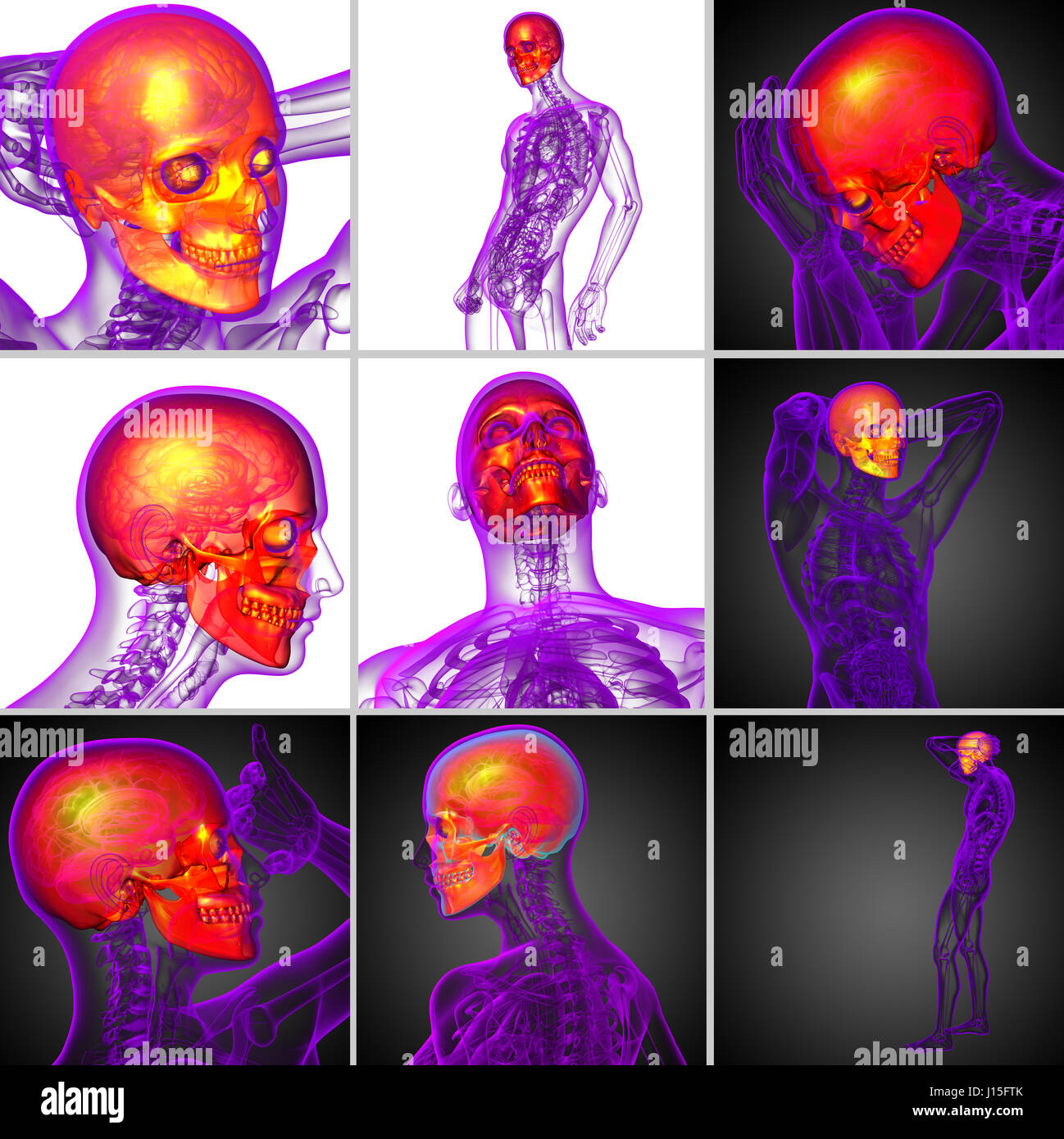 3d rendering medical illustration of the skull Stock Photo - Alamy