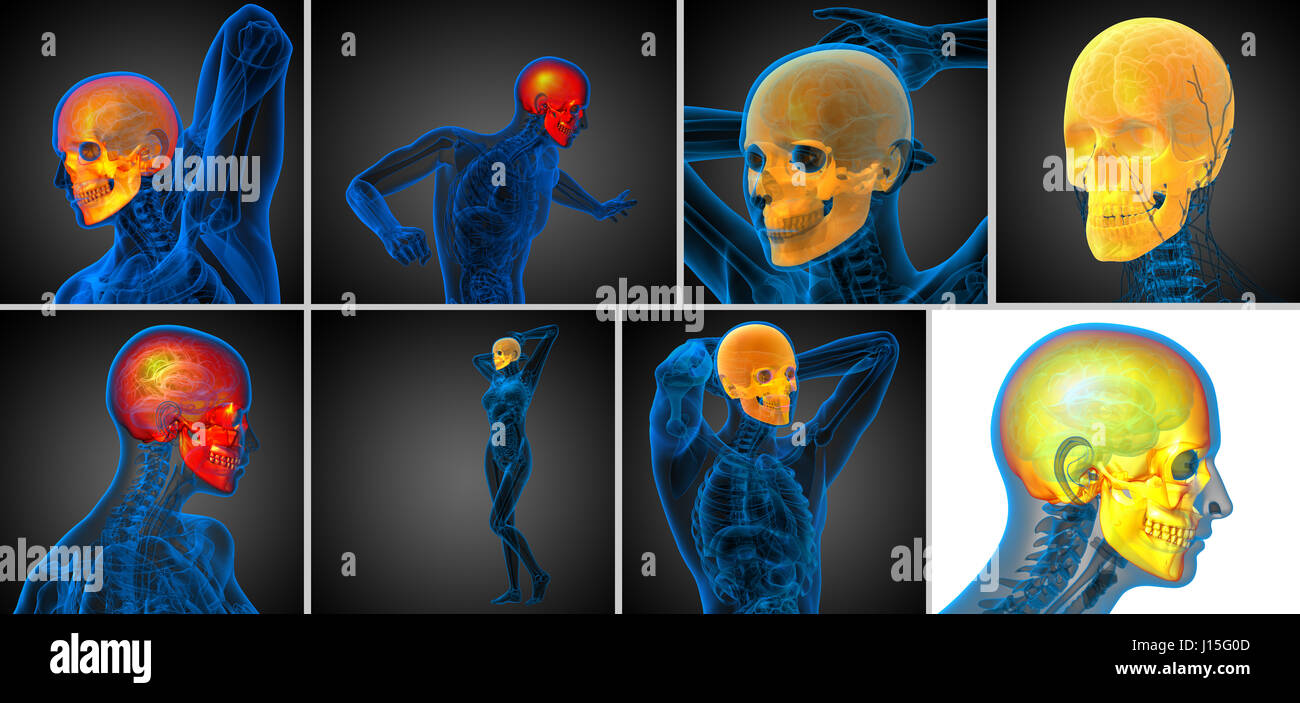3d rendering medical illustration of the skull Stock Photo - Alamy