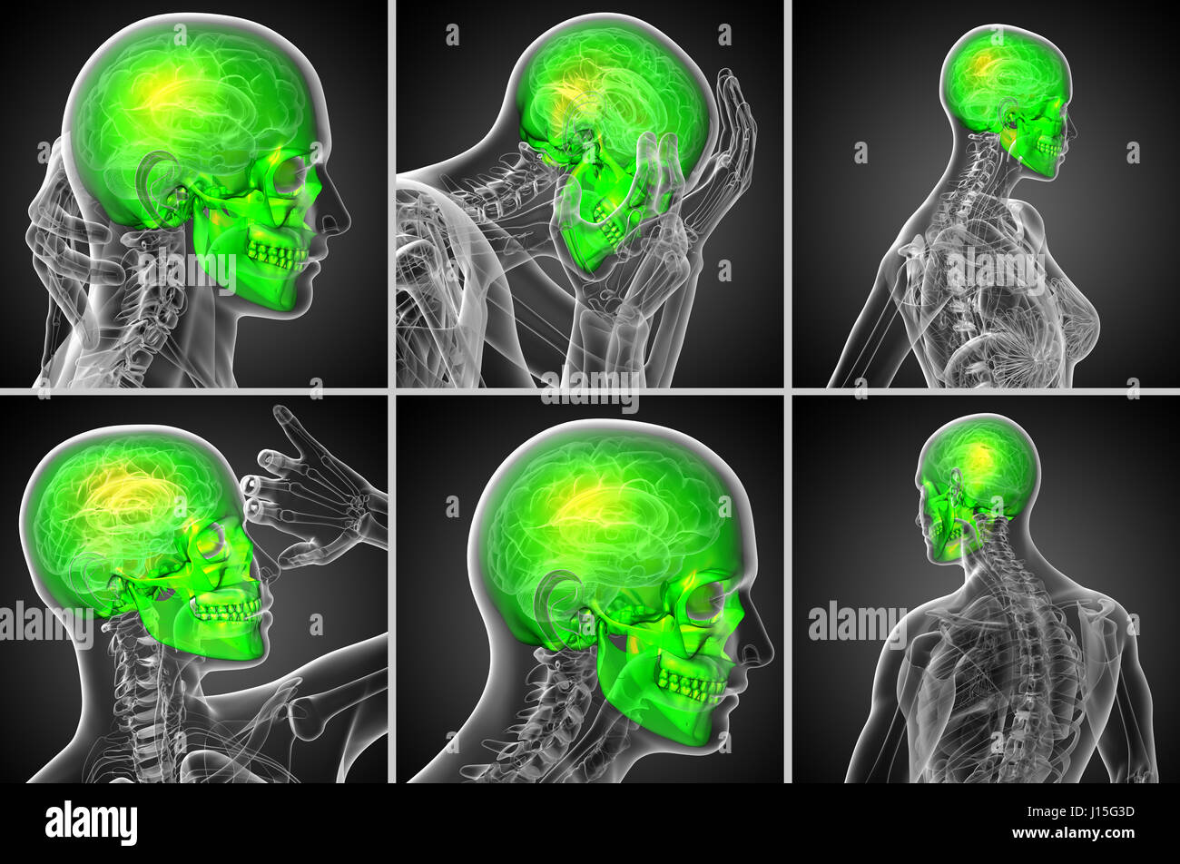 3d rendering medical illustration of the skull Stock Photo - Alamy
