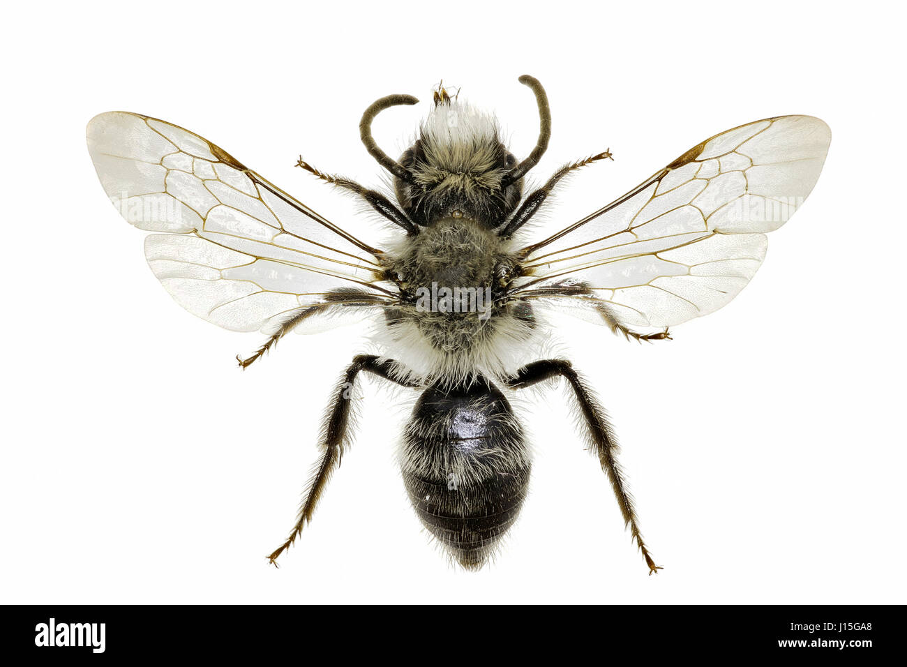 Grey Mining Bee on white Background - Andrena cineraria (Linnaeus, 1758 ...