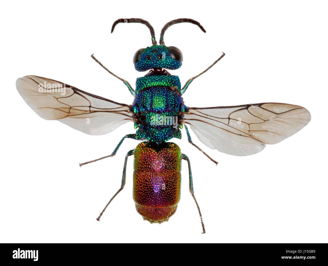 Ruby-Tailed Wasp on white Background - Chrysis ignita ( Linnaeus, 1758 ...