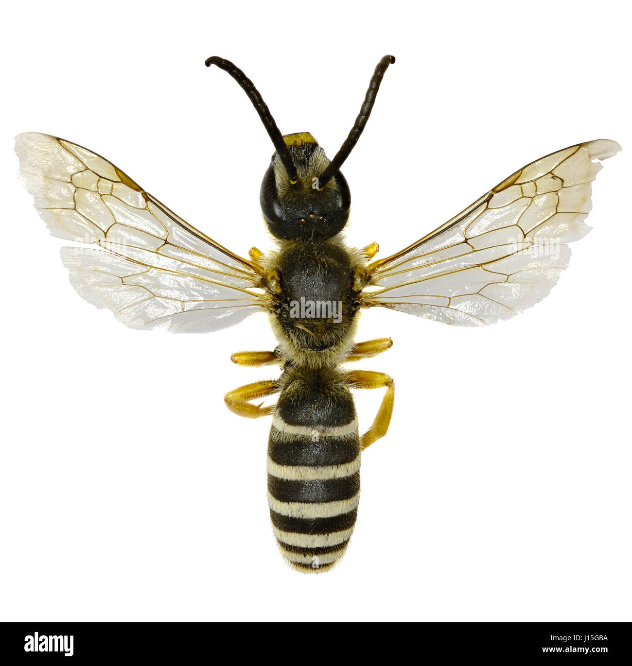 Great bees Cut Out Stock Images & Pictures - Alamy