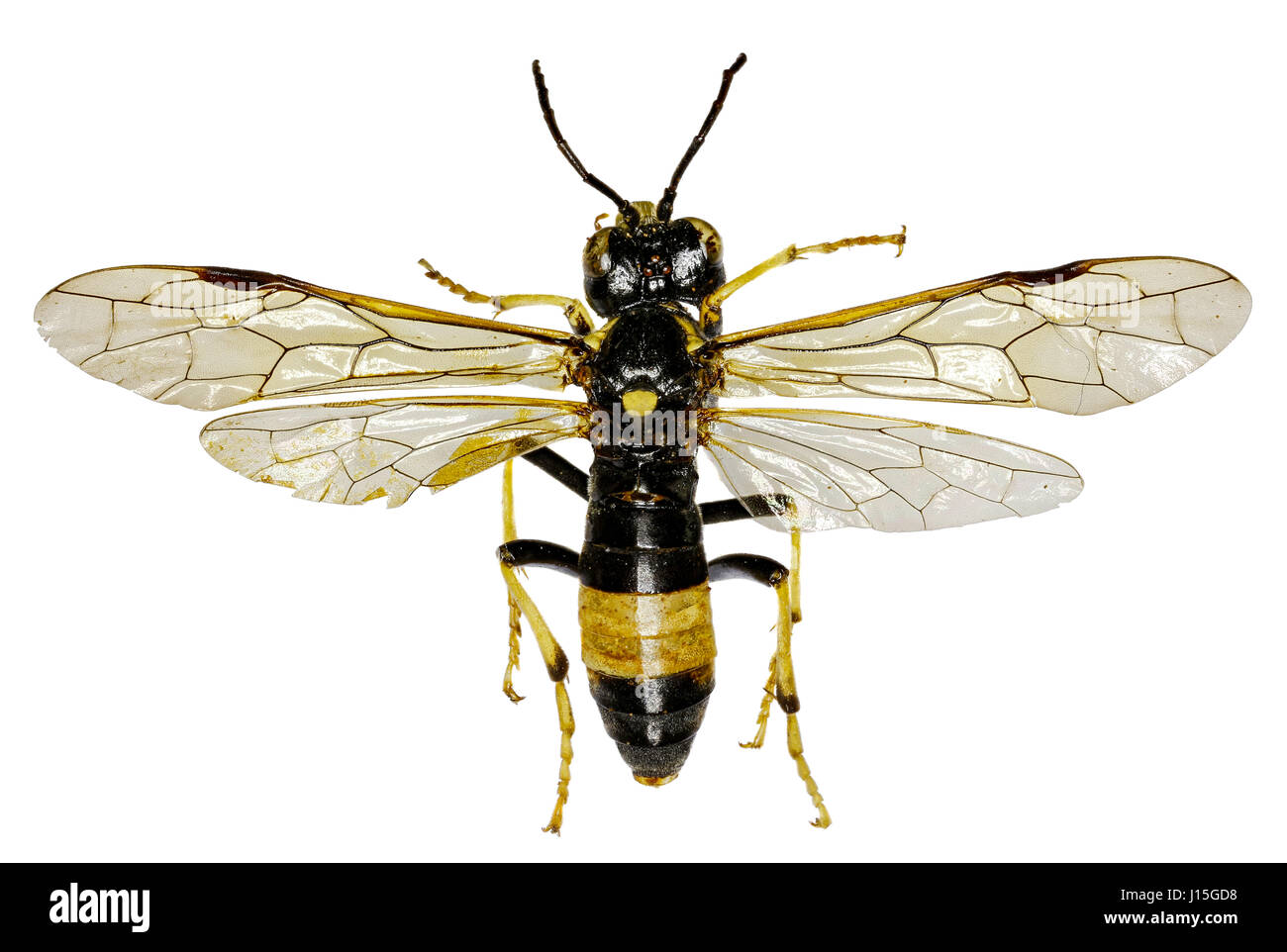 Sawfly Tenthredo on white Background - Tenthredo maculata (Geoffroy ...