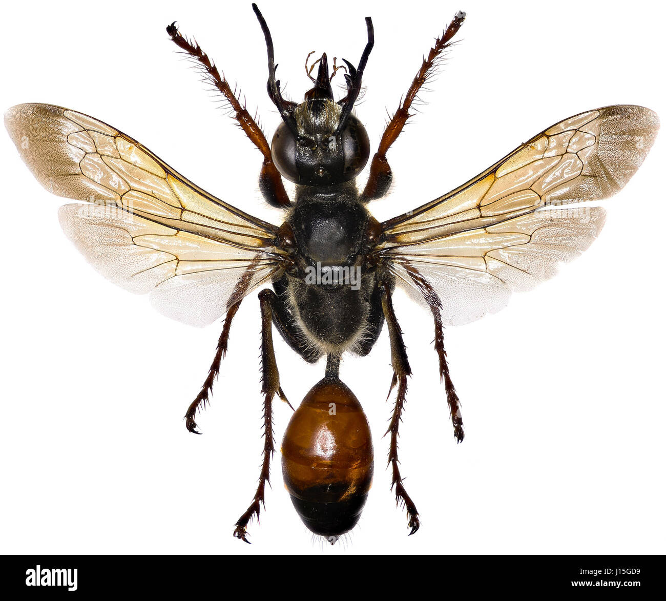 Golden Digger Wasp on white Background - Sphex funerarius (Gussakovskij ...