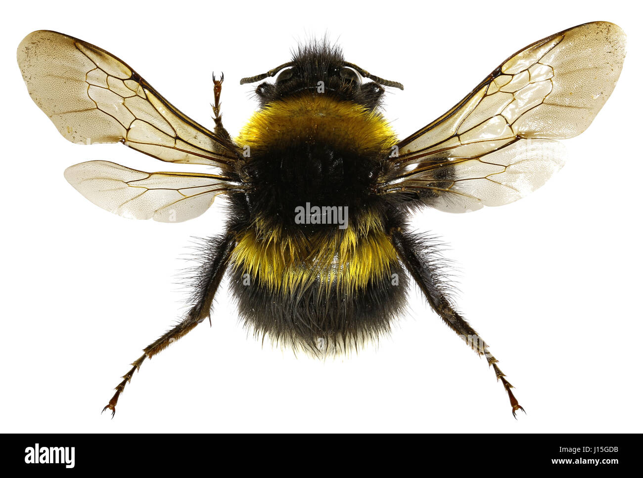The Garden Bumblebee on white Background - Bombus hortorum (Linnaeus ...