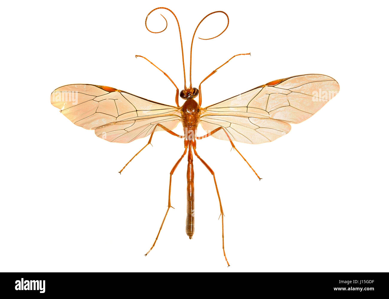 Ichneumon Wasp on white Background - Ophion sp Stock Photo - Alamy