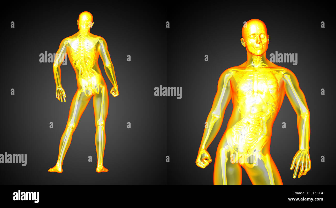3d rendering medical illustration of the human anatomy Stock Photo - Alamy