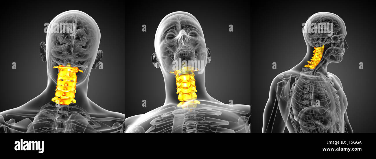3d rendering medical illustration of the cervical spine Stock Photo - Alamy