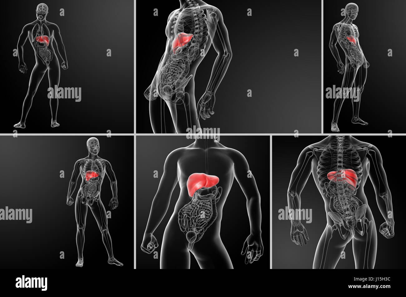 3d rendering illustration of the liver Stock Photo - Alamy