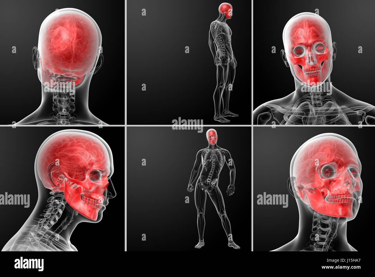 3d rendering human skull anatomy Stock Photo - Alamy