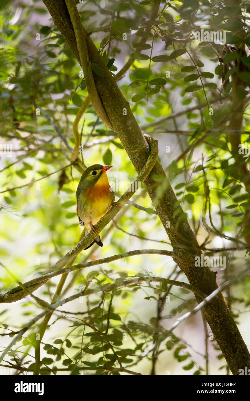 Red-billed leiothrix (Leiothrix lutea) sitting in a tree in the Hawaii ...