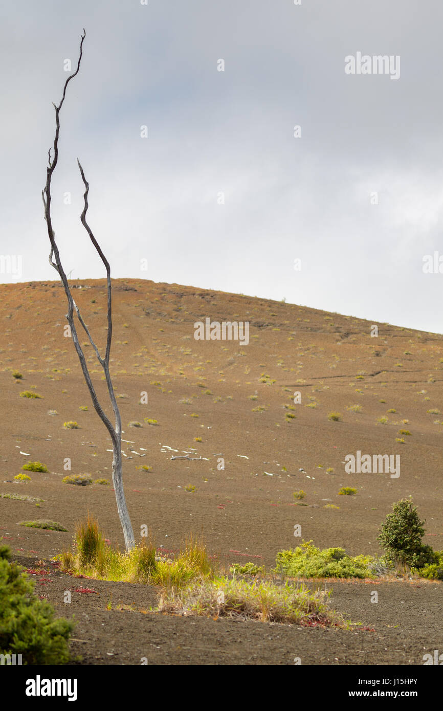 Dead tree along the Devastation Trail in the Hawaii Volcanoes National ...