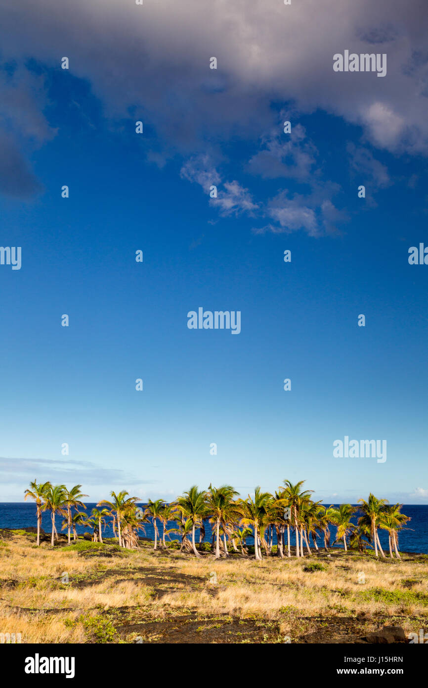 Big island hawaii palm trees hi-res stock photography and images - Alamy