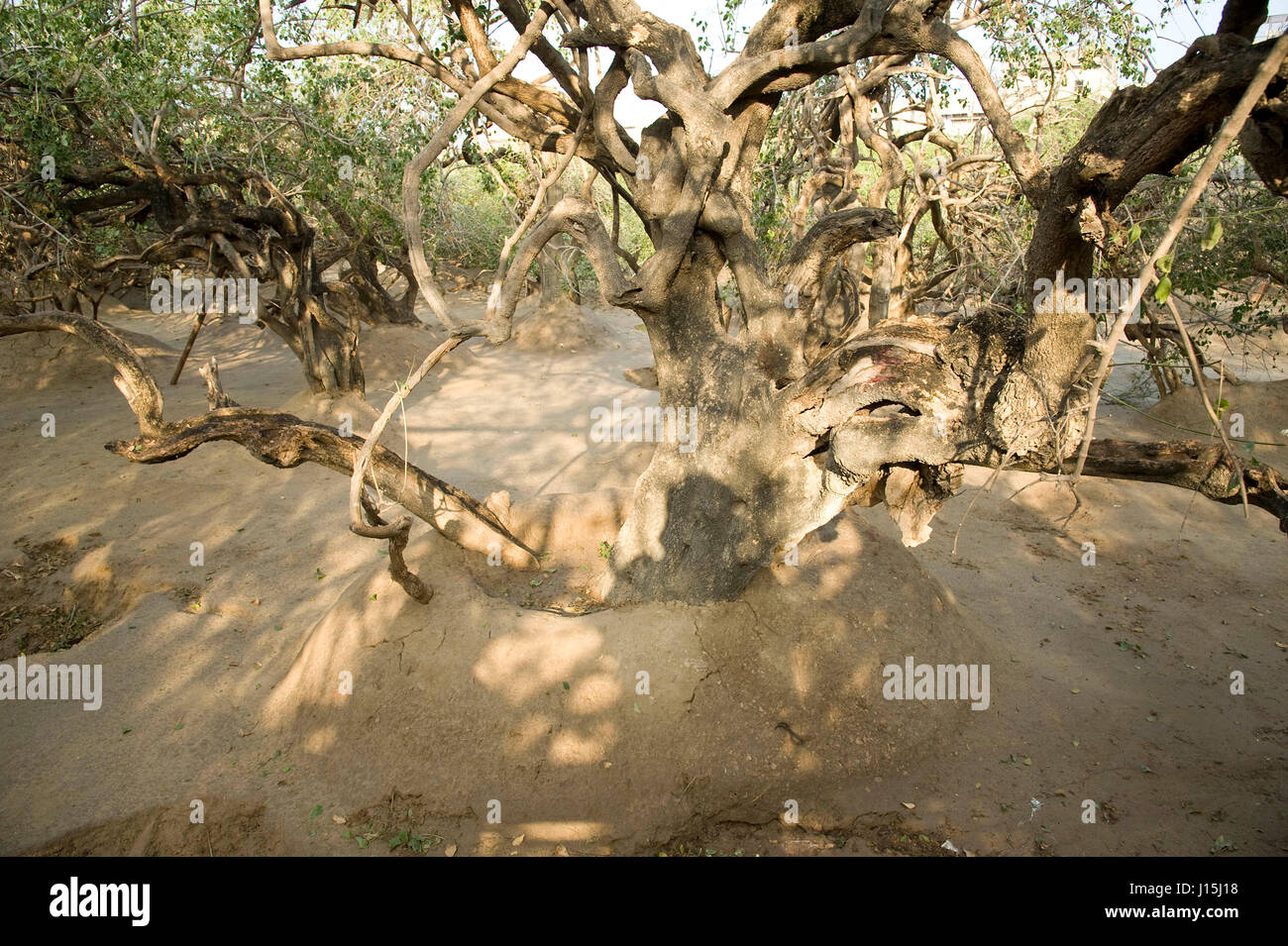 Tree in nidhivan, vrindavan, uttar pradesh, india, asia Stock Photo - Alamy
