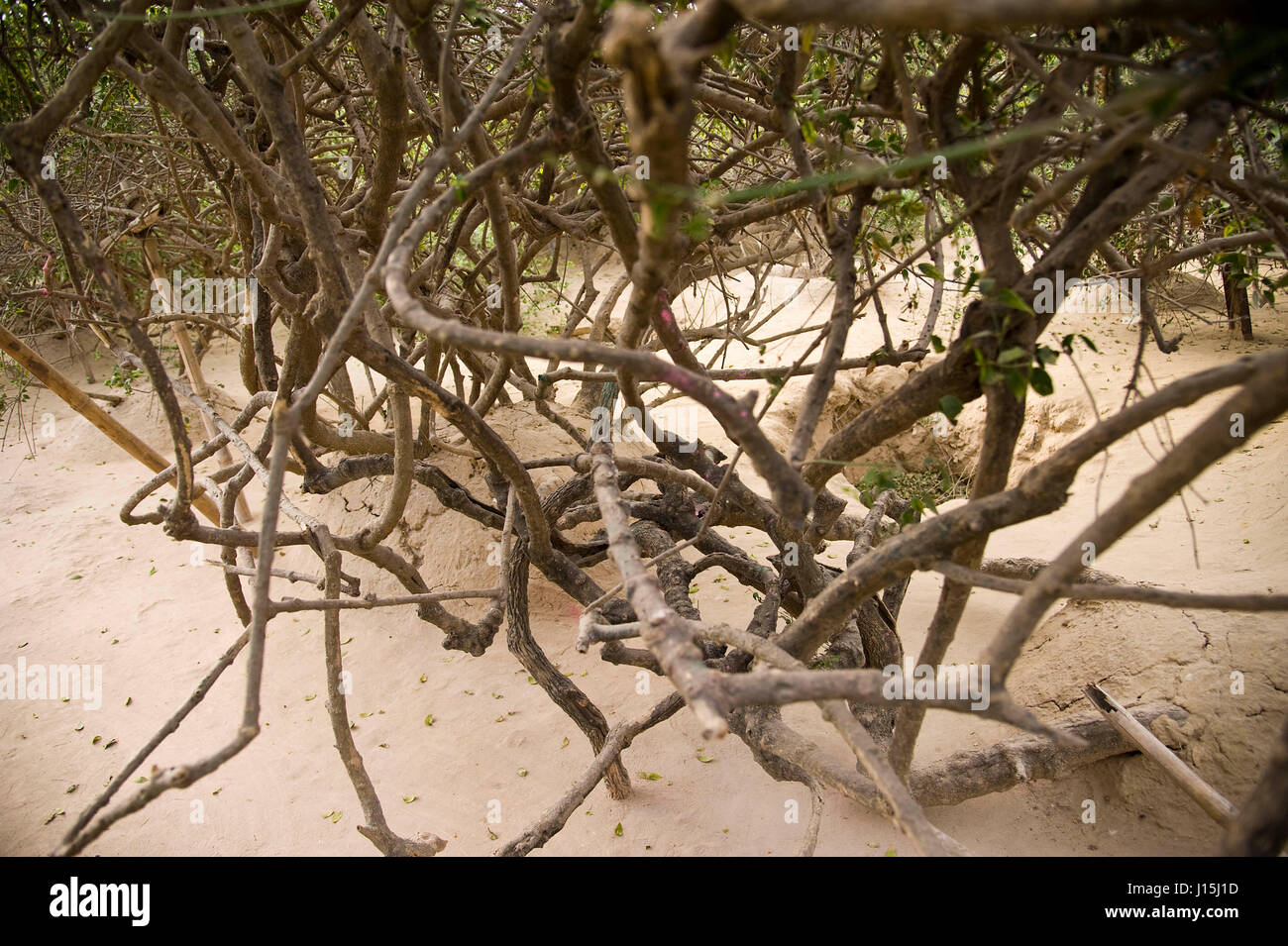 Tree in nidhivan, vrindavan, uttar pradesh, india, asia Stock Photo - Alamy