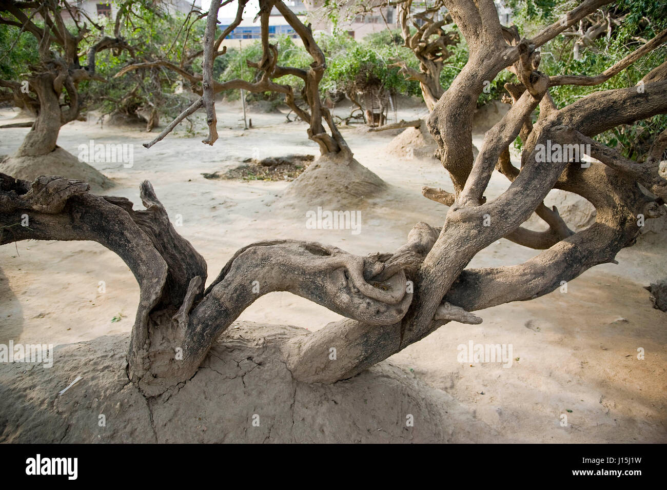 Tree in nidhivan, vrindavan, uttar pradesh, india, asia Stock Photo - Alamy