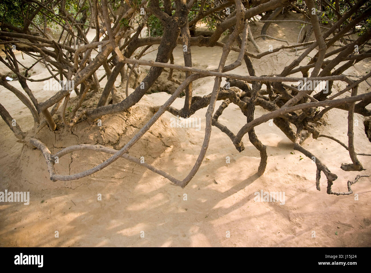 Tree in nidhivan, vrindavan, uttar pradesh, india, asia Stock Photo - Alamy