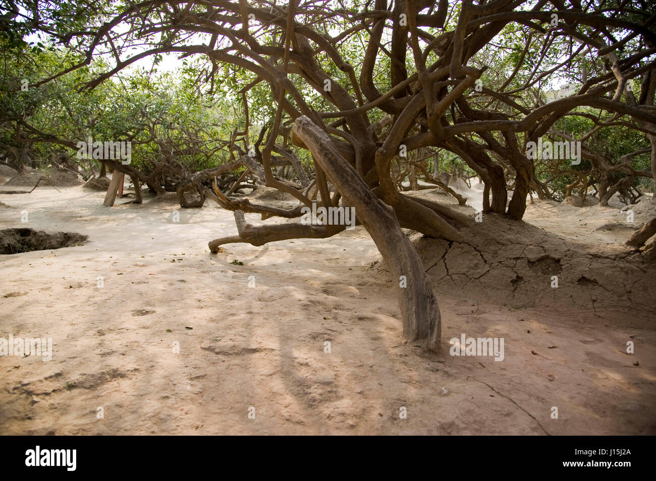 Nidhivan hi-res stock photography and images - Alamy