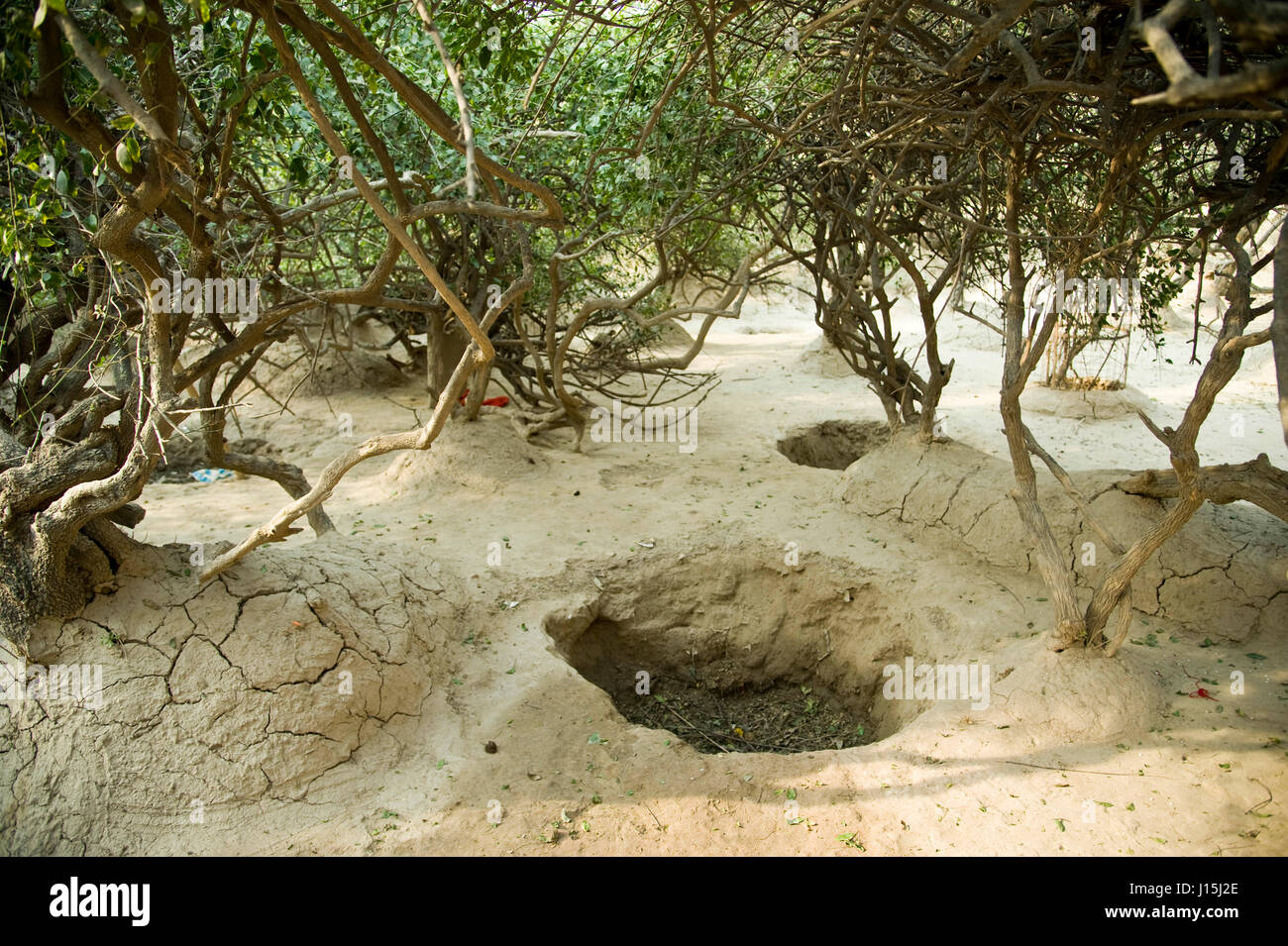 Tree in nidhivan, vrindavan, uttar pradesh, india, asia Stock Photo - Alamy