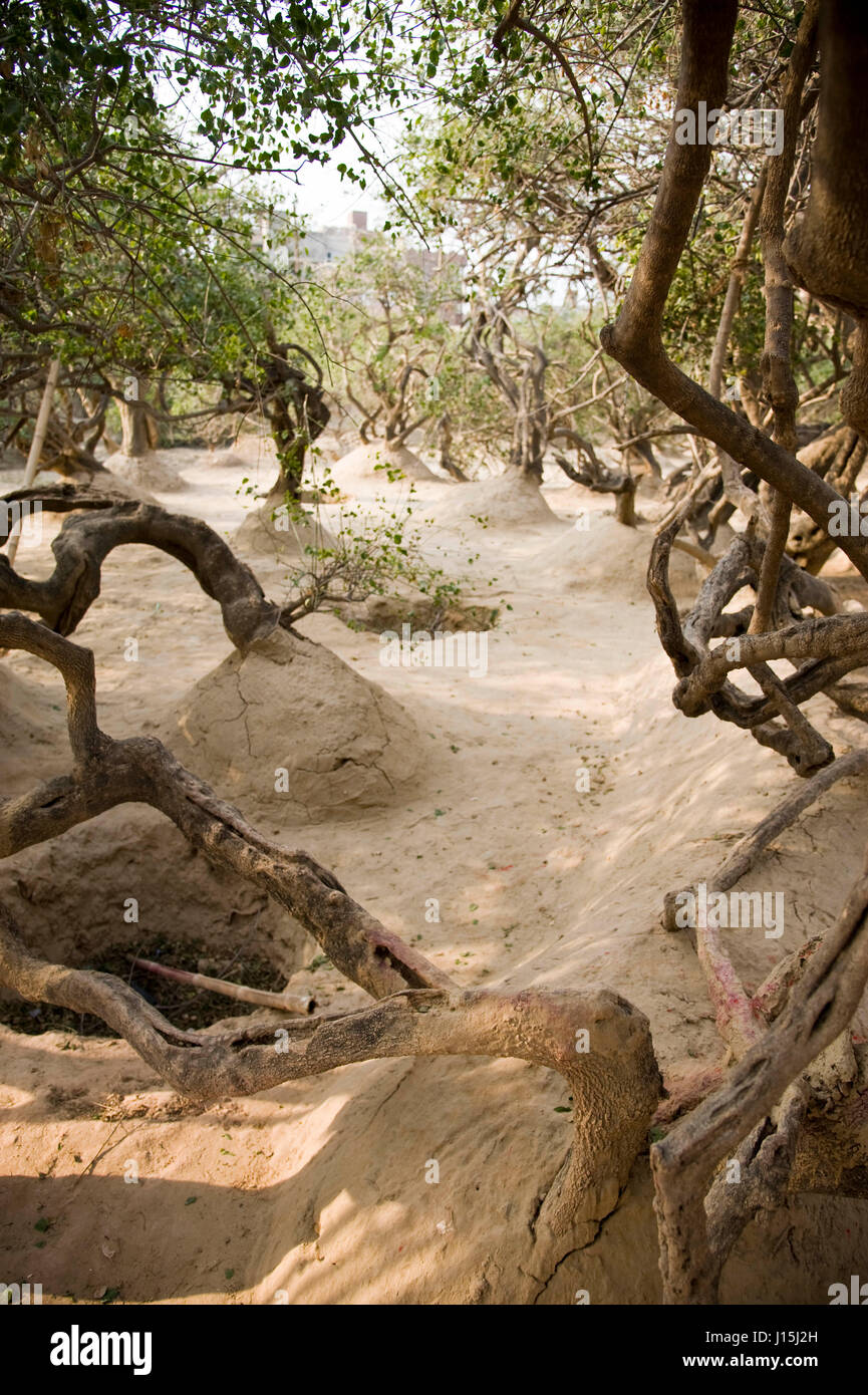 Nidhivan hi-res stock photography and images - Alamy