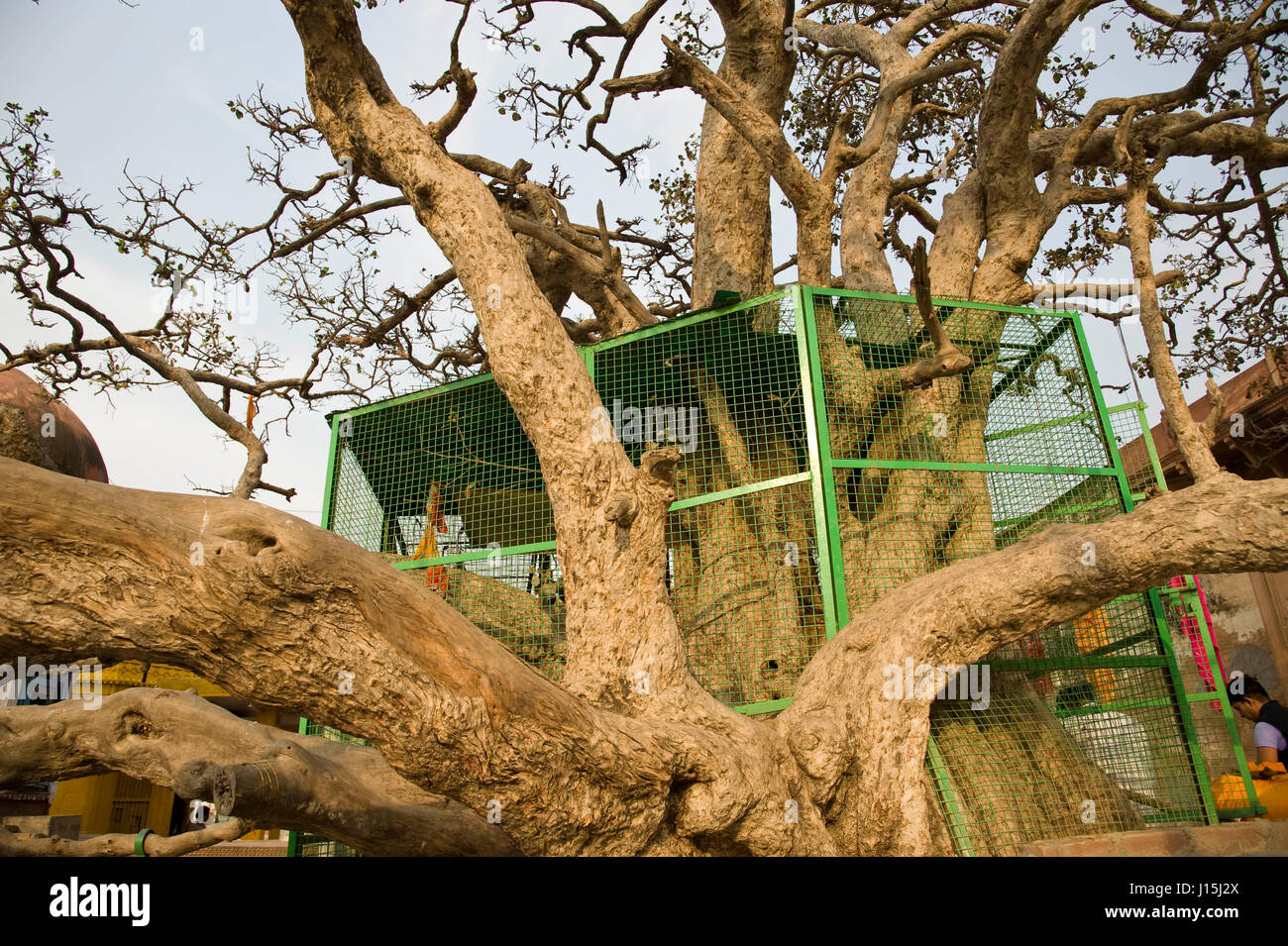 Chir ghat vrindavan, uttar pradesh, india, asia Stock Photo - Alamy
