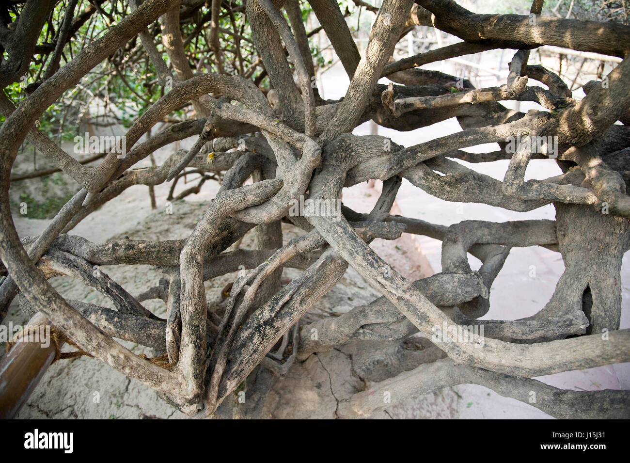 Tree in nidhivan, vrindavan, uttar pradesh, india, asia Stock Photo - Alamy