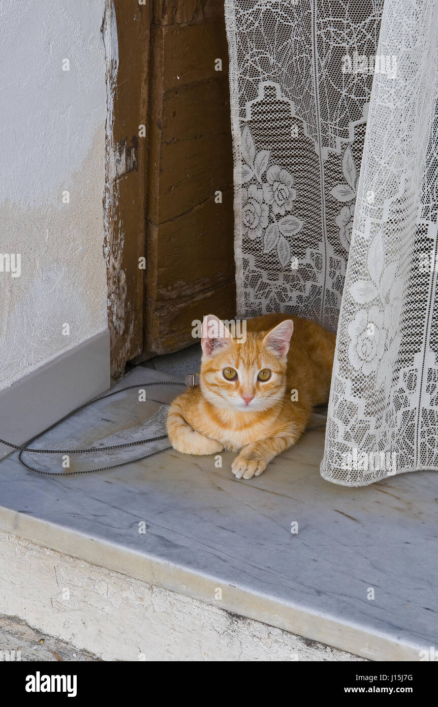 Domestic cat on stair-step Stock Photo - Alamy