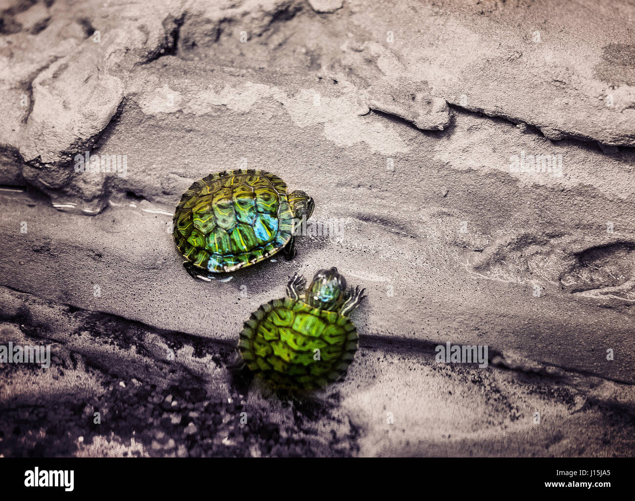 tropical freshwater turtles Stock Photo - Alamy