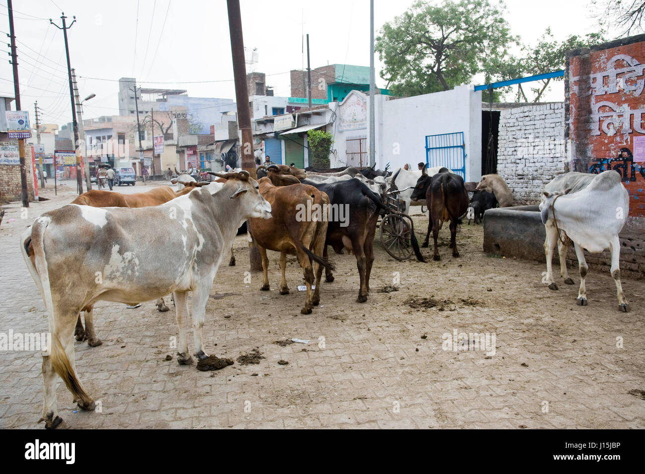 Cow On Indian Road High Resolution Stock Photography and Images - Alamy