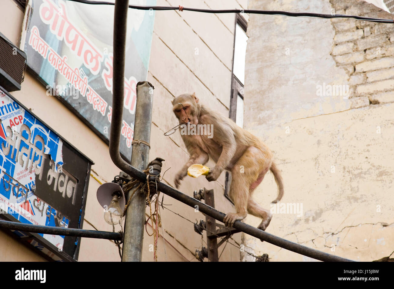 Monkeys with glasses on electric pole hi-res stock photography and ...