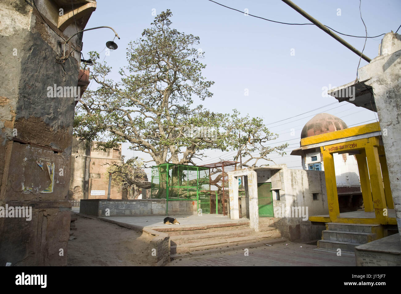 Kadamba tree hi-res stock photography and images - Alamy
