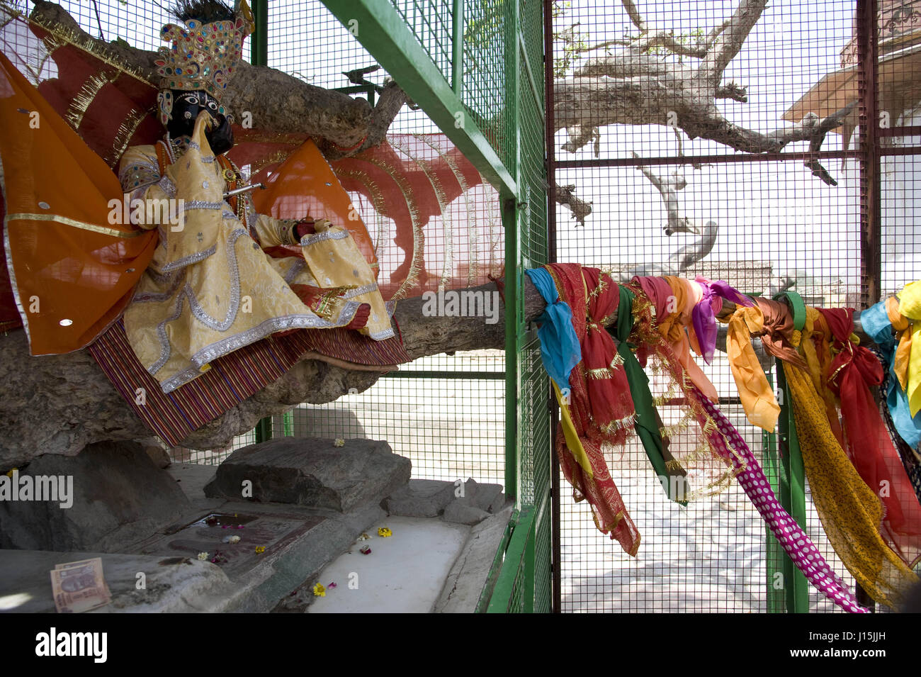 Kadamba tree in vrindavan, uttar pradesh, india, asia Stock Photo - Alamy