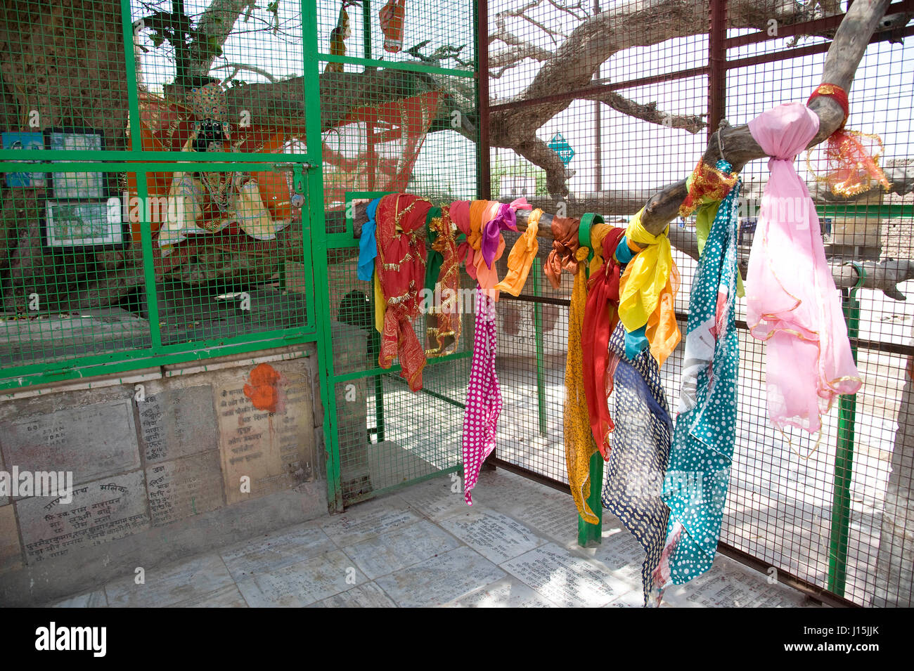 Kadamba tree in vrindavan, uttar pradesh, india, asia Stock Photo - Alamy