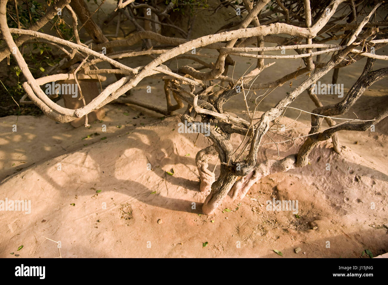 Nidhivan hi-res stock photography and images - Alamy