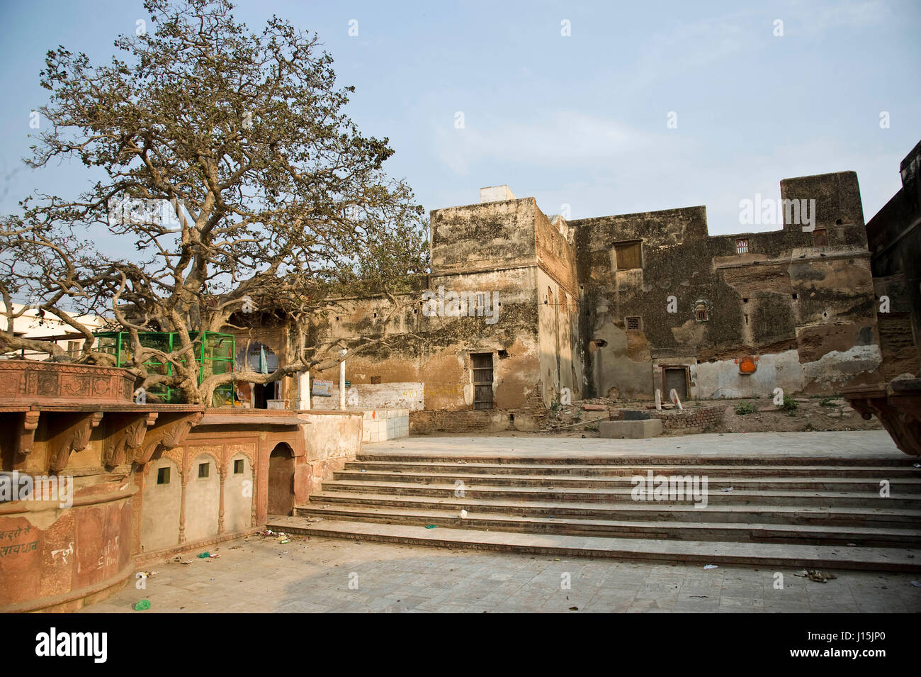Kadamba tree in vrindavan, uttar pradesh, india, asia Stock Photo - Alamy